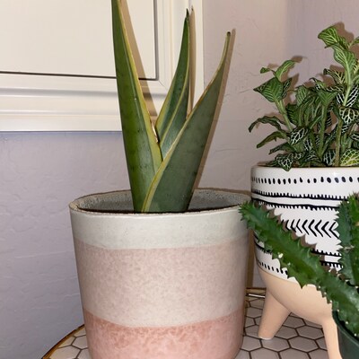 6 Inch Pot Pink Pot Small Pot Cylinder Pot Succulent Pot Cactus Pot ...