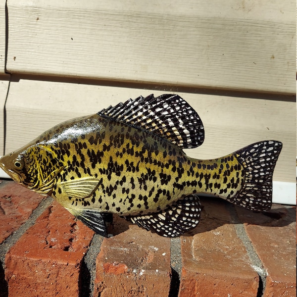Speckled Pavon, Cichla Temensis, Peacock Cichlid, Tucunare Pinima, 9-12 ...