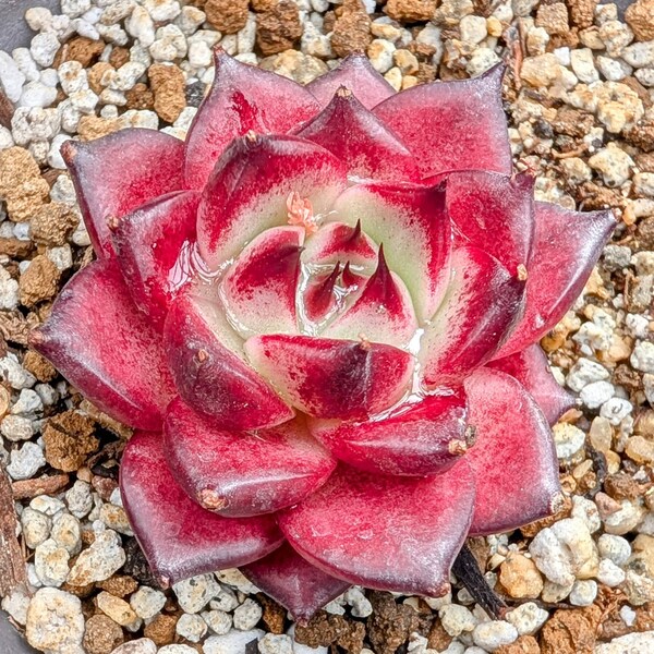 Rare Succulent: Imported Succulent Agavoides Echeveria Moulin Rouge ...