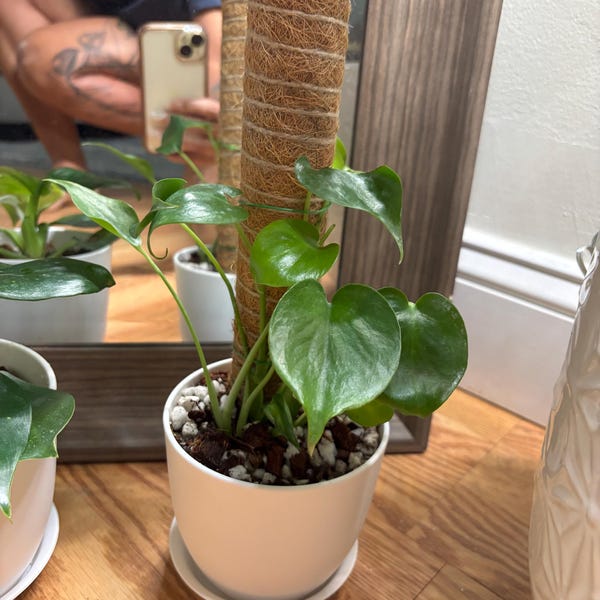 Alocasia tiny Dancer Starter Plant ALL STARTER PLANTS Require You to ...