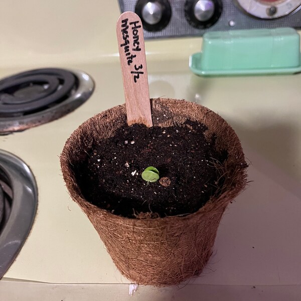 Mizuna Japanese Green Mustard Seeds Collector Shipper: Natural ...