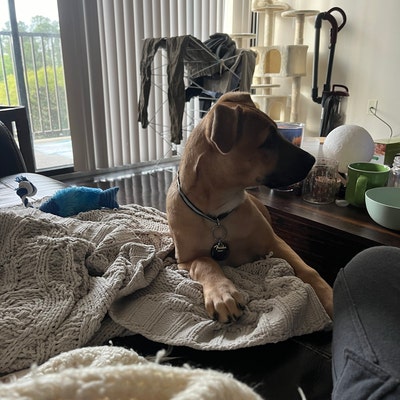 Loki's Ship Pet ID Tag - Etsy