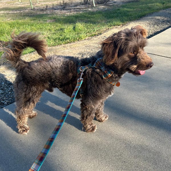 Custom Tartan Personalized Dog Collar, Matching Dog Bowtie, Dog Leash ...