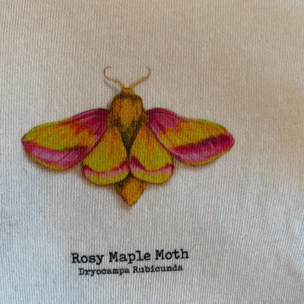 Edvard Munch's the Scream Hawkmoth Painting Print 6x8 | Framed ...