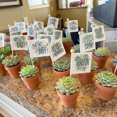 Succ-cess success You Did It Graduation Succulent Gift Arrangement for ...