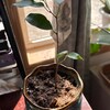 Callisia Repens gold Form Creeping Inch Plant/turtle Vine 2 Starter ...