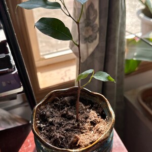 Callisia Repens gold Form Creeping Inch Plant/turtle Vine 2 Starter ...