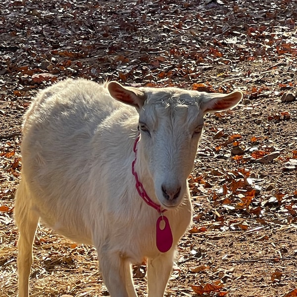 Custom Goat and Sheep Collar Tags - Etsy