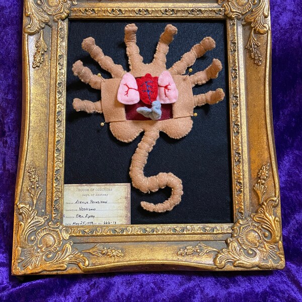 Facehugger - Felt Anatomy - Biology, Aliens, Nostromo, Chest Burster ...