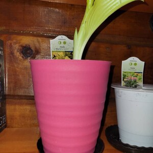 Cornus Sericea 'bergeson Compact' Dwarf Red Twig | Etsy