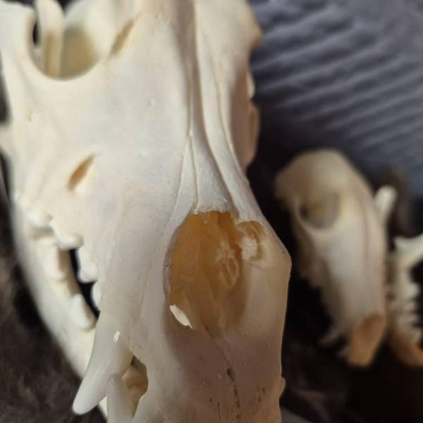 Complete Fox Vertebrae, 55cm Long, Natural Bone for Crafting ...