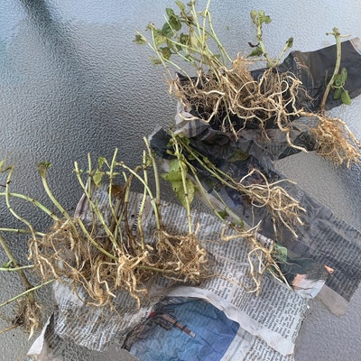 50 Bugleweed ajuga Reptans Chocolate Leaved Bare-rooted Starter Plants ...