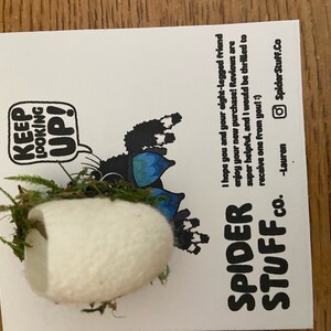 ORIGINAL Modular Spider Enclosure 4 X 4 X 8, Jumping Spider Home ...