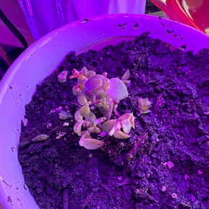 Peperomia ruby Cascade Trailing Succulent, Indoor Plant - Etsy