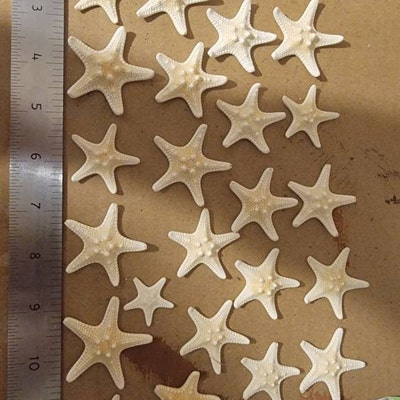 25 Pcs White Bleached Knobby Starfish Decorations Beach Ocean 1-2 - Etsy
