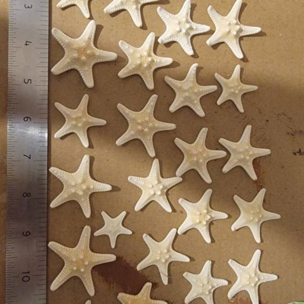 25 Pcs White Bleached Knobby Starfish Decorations Beach Ocean 1-2" - Etsy