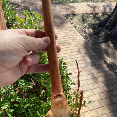 Exotic Tropical Plant Rhizomes Variegate Shell Ginger Large Size With ...