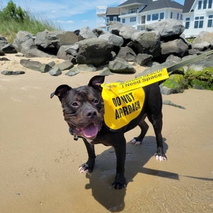 5-pack ADOPT ME Bandana Scarf for Rescue Dogs - Etsy