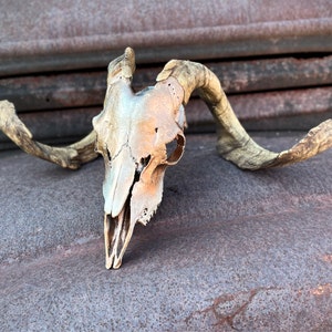 Fallow Deer Skull From Central Europe Fallow Deer dama - Etsy
