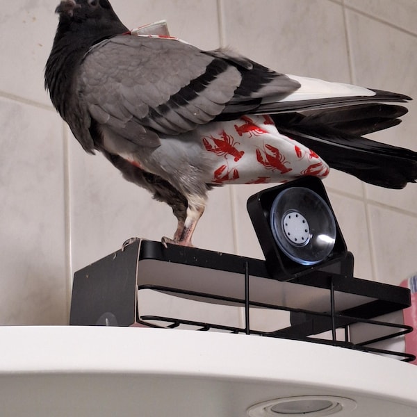 Pigeon Pants Flying Diaper Bird Diaper Flightsuit the Orangery Charity ...