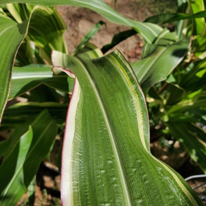 Oenothera Fruticosa Golden Sundrops Primrose Yellow Perennial | Etsy