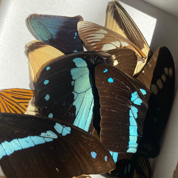 20 A+ to A- Grade Real Butterfly Wings - Curiosity Collection - Craft ...