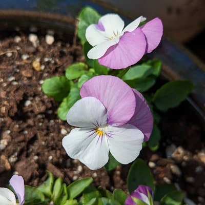 Viola Seeds Sorbet XP Pink Wing 50 Seeds Viola Sorbet - Etsy