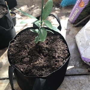 Chempedak artocarpus Integer Live Plant - Etsy