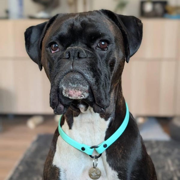 1/2" Super Heavy Beta Biothane Raw Material by the Foot: Waterproof ...