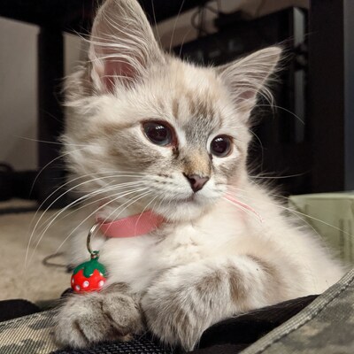 Cat Bell SOLID COLORS / Pet Collar Bells / Cat Collar Bell / Dog Bell ...