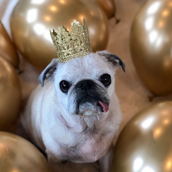 Pet Birthday Crown Gold Lace Crown for Dogs and Cats Lola Pet Crown ...