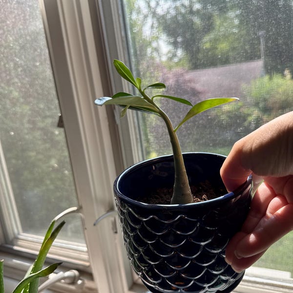Desert Rose Picotee Adenium Obesum Starter Plant - Flowering Plant ...
