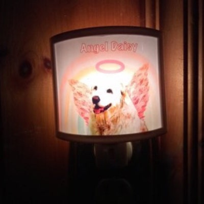 Canvas Owl Night Light, Owl Gift, Plug in Night Light, Barred Owl ...
