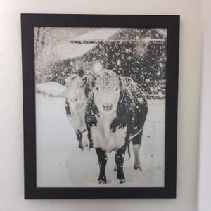 Cow Art, Cow Print, French Country Decor, Farmhouse Print, Farmhouse ...