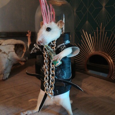 Taxidermie Rat Punk Taxidermy Rat Punk Cabinet of Curiosity Oditties - Etsy