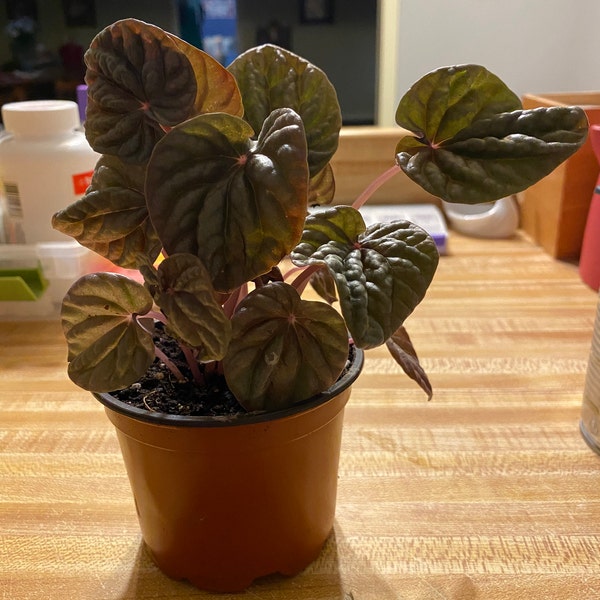 Red Ripple Peperomia - Caperata- 4in Pot - Tropical Indoor Houseplant ...