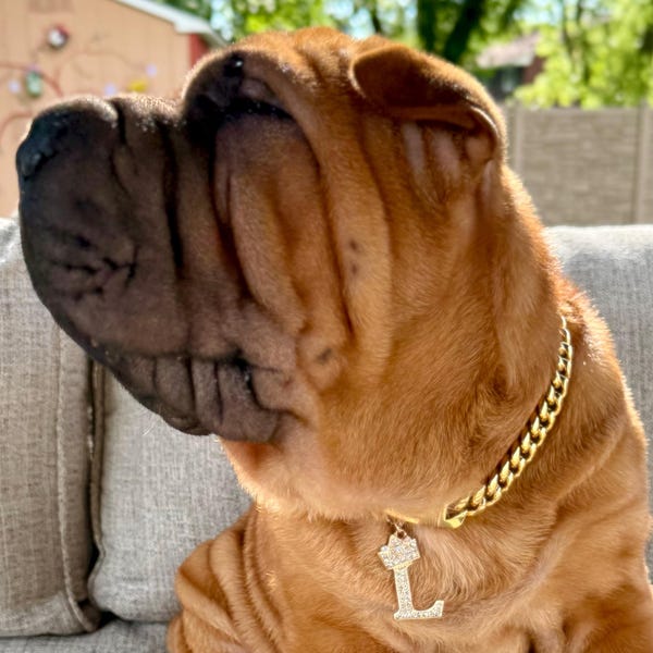 Custom Dog Chain Collar, Cuban Link Dog Chain,jewellry for Dog,dog ...