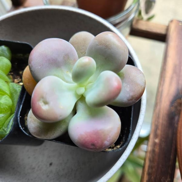 Pink Moonstone Succulents Pachyphytum Oviferum Roseum - Etsy