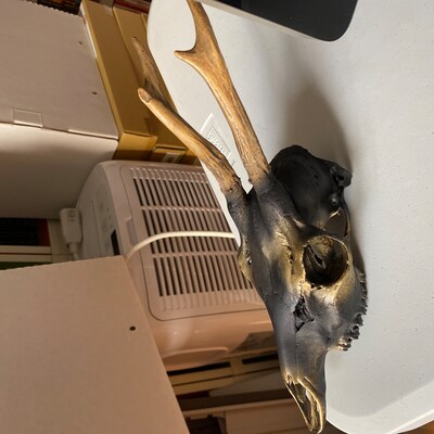 Fallow Deer Skull From Central Europe Fallow Deer dama - Etsy