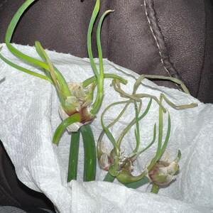 Green Tree Collard aka Tree Kale Perennial Green 30 Seeds - Etsy