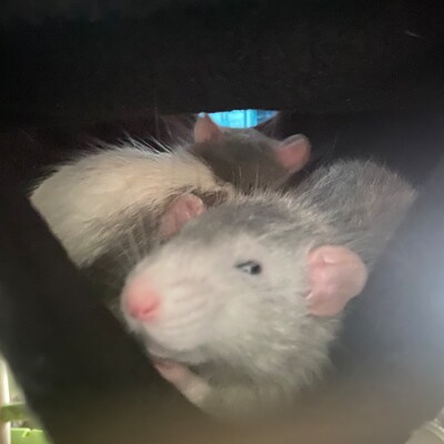 Large Chunky Wood Pet Perch for Cage, Pet Rat Toy Accessories, Rat ...