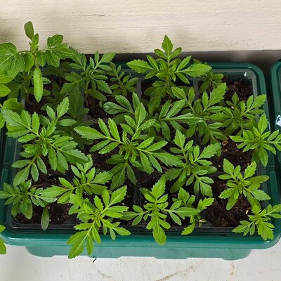 Quinine, Wild american Feverfew 50 Seeds Heirloom Herb Traditional ...