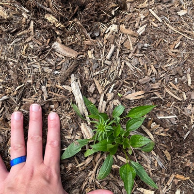 Broadleaf Plantain plantago Major Seeds, Organically Grown - Etsy