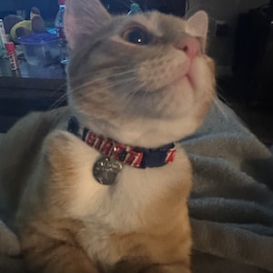 Cat Collar Steampunk Victorian Stripes or Floral With - Etsy