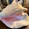 Large Bahama Queen Conch Shell Horn Trumpet (pink) 7"+ - Etsy