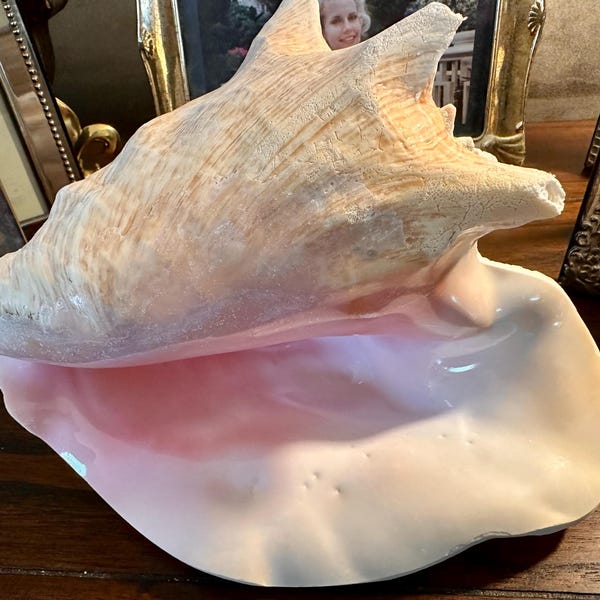 Large Bahama Queen Conch Shell Horn Trumpet (pink) 7"+ - Etsy