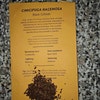 FALSE SUNFLOWER Seeds FREE Shipping Fresh & Organic Heliopsis Scabra ...