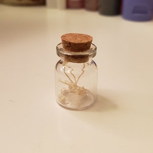 Real Bobcat Toe Bone Curiosity Jar Bone Terrarium Oddity Jar - Etsy