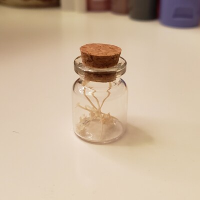 Real Bobcat Toe Bone Curiosity Jar Bone Terrarium Oddity Jar - Etsy