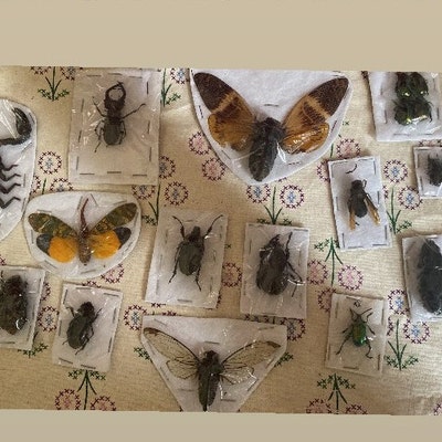 Real Framed Butterfly Handmade Shadow Box Insect Frame Taxidermy ...